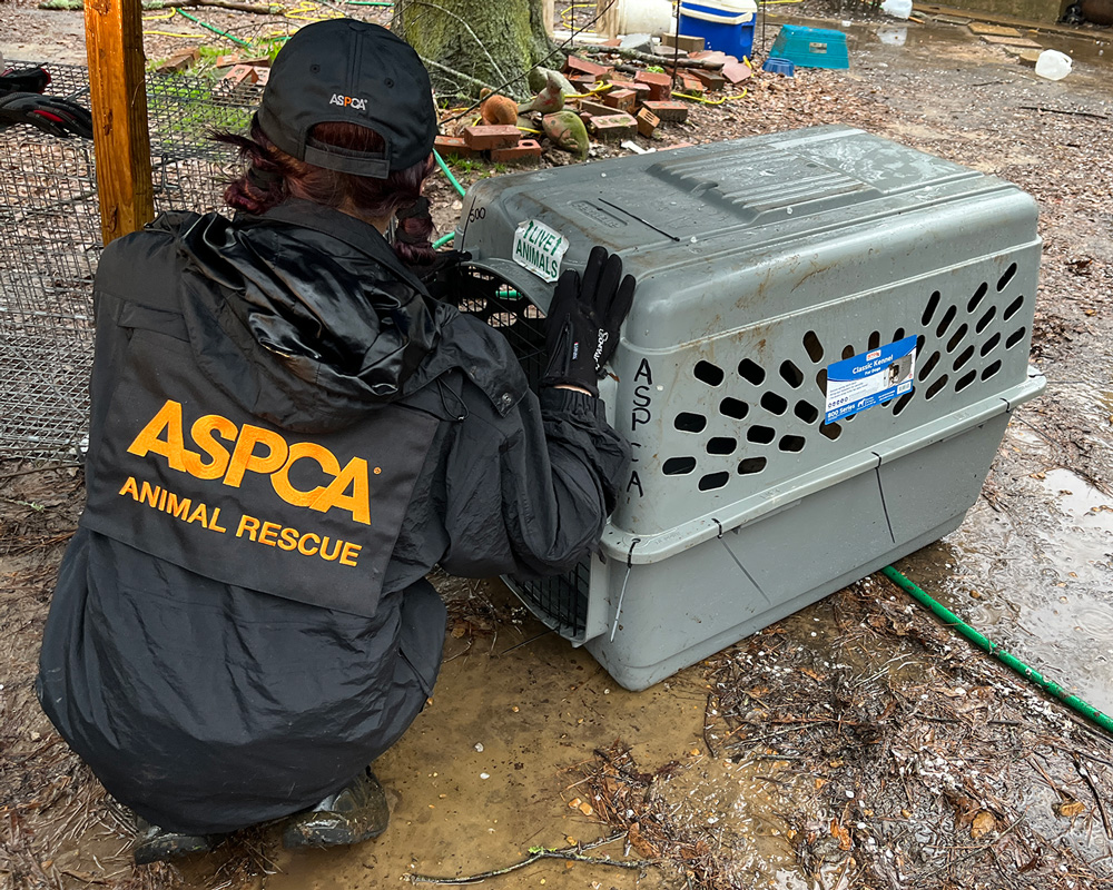 OCHS & ASPCA Rescue 50 Dogs | Oktibbeha County Humane Society